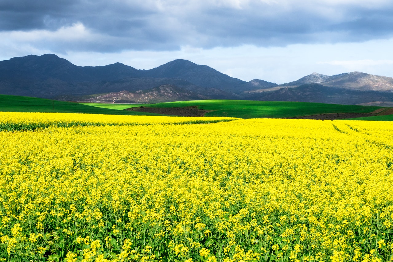 Farmers Edge Announces First of its Kind Canola Heat Blast Yield ...