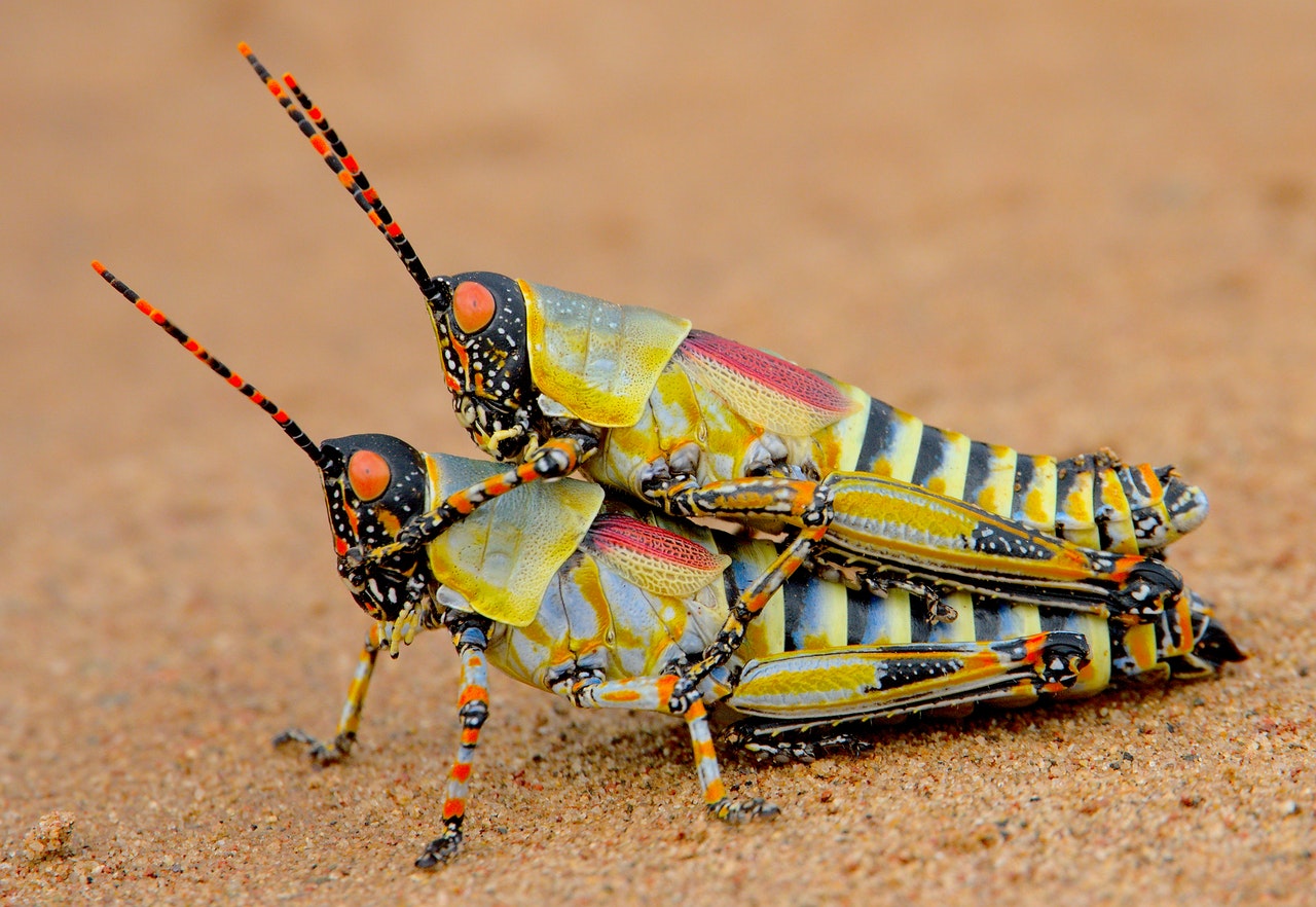 As Locusts Swarmed East Africa, This Tech Helped Squash Them ...