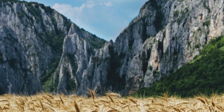 Wheat Foods Council Video Explains How Wheat Has Changed Over The Last ...