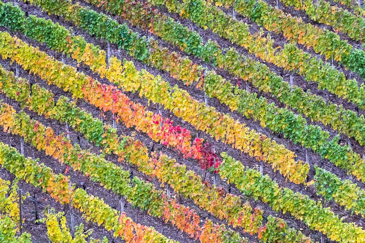 Smartphone App Predicts Vineyard Yields – WorldAgJournal.com