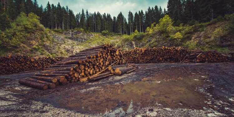 Positive Impact Of Timber And Agriculture In New Sustainability Report ...