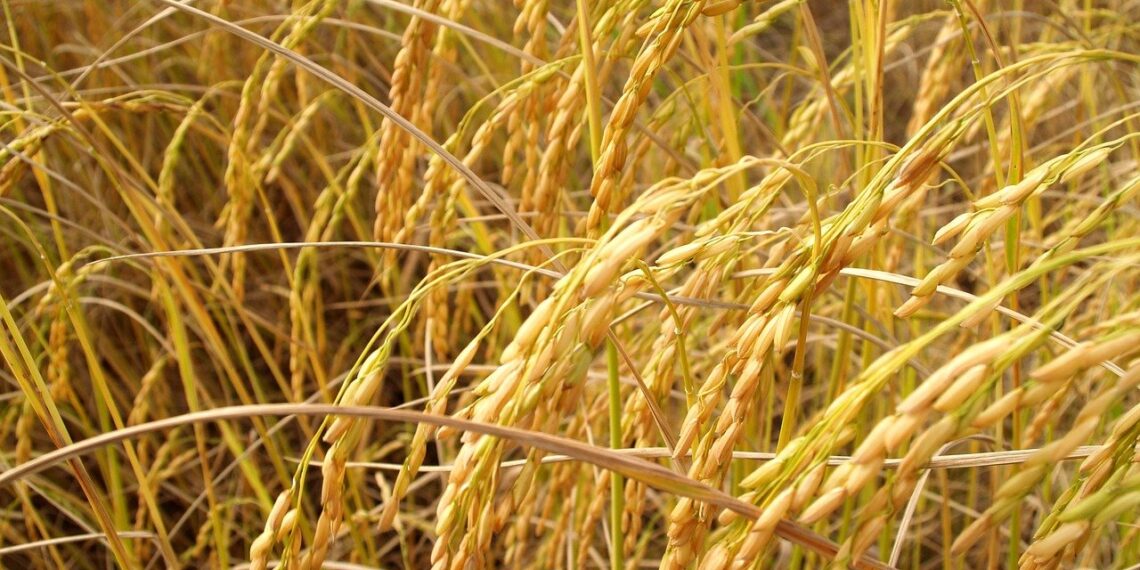 Philippines Approves Commercial Use of Genetically Engineered Golden ...