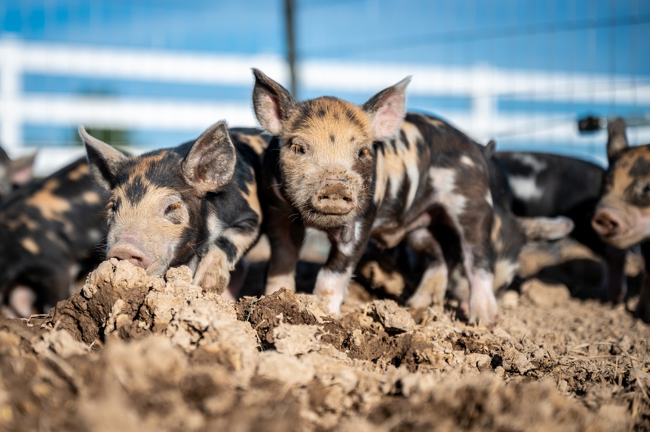 Hog Farmers Nervous About African Swine Fever Now In Northern ...