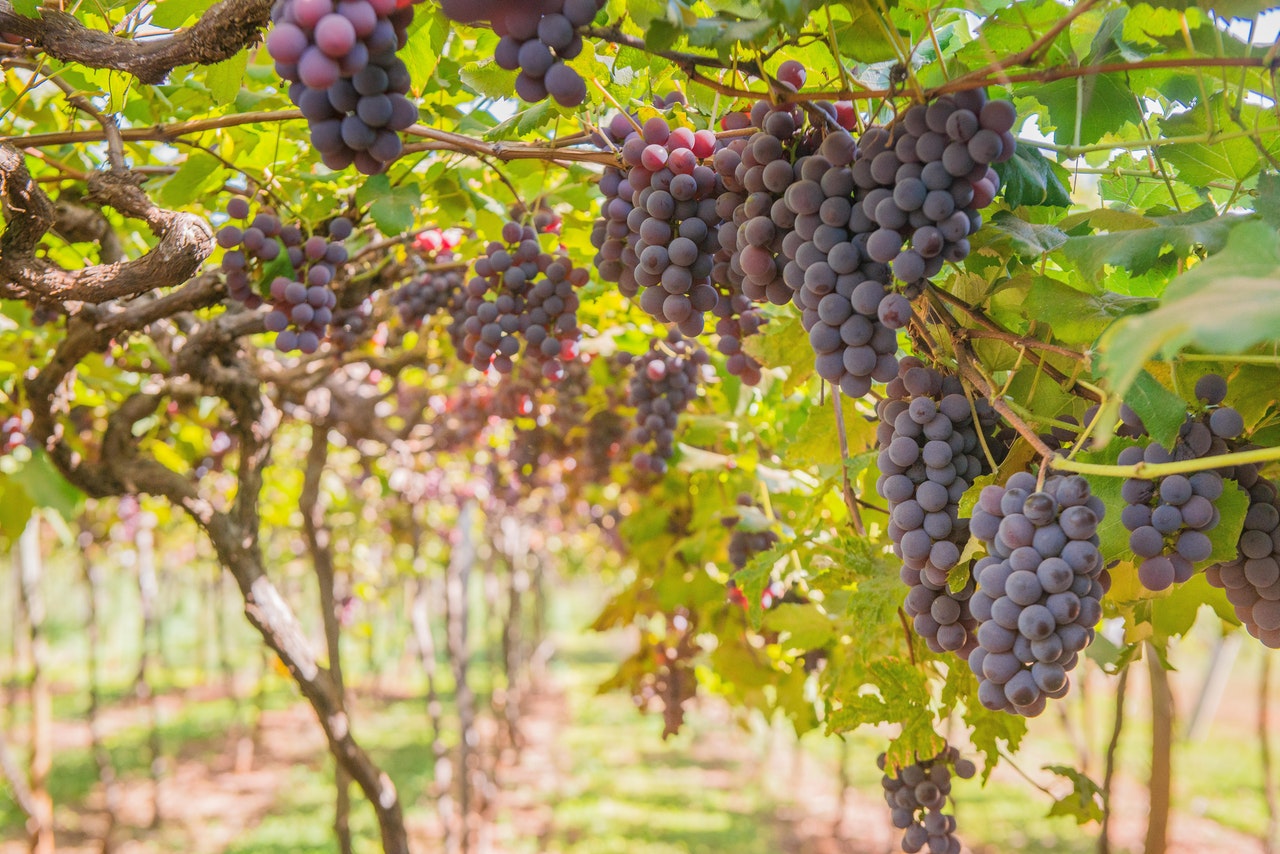 Partnership Bears Fruit With Release of Two New Grape Varieties ...