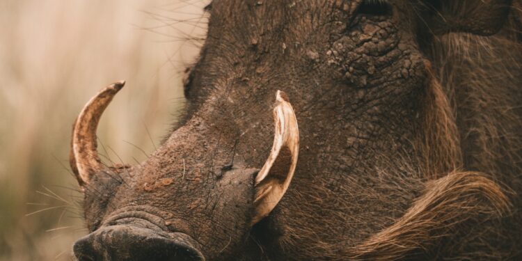 Rome Raises Fences Against Wild Boars – WorldAgJournal.com